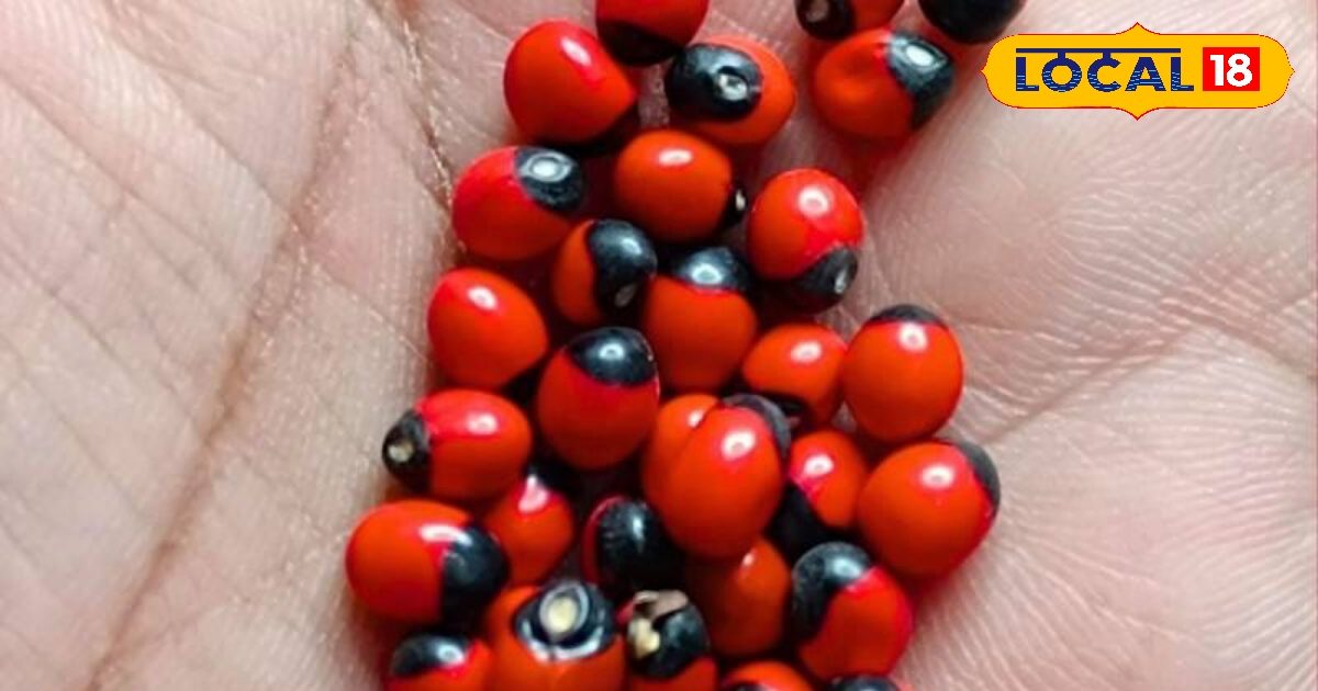 gunja plant very beneficial for body know health benefits - News18 हिंदी
