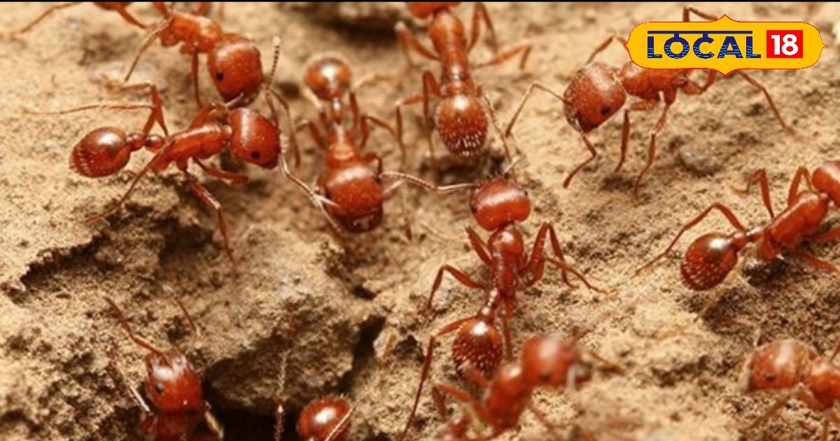 Terror of ants in summer, draw a sign line on the threshold with this ...