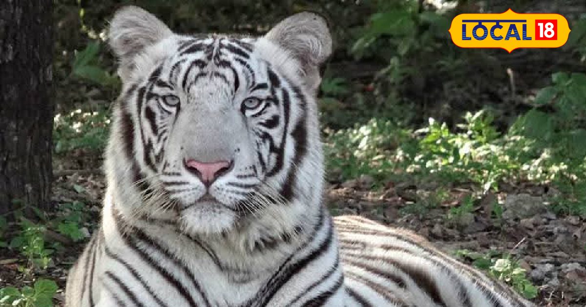 अब नहीं रहा कानन पेंडारी जू का शान, मां के सामने सफेद बाघ आकाश ने तोड़ा ...