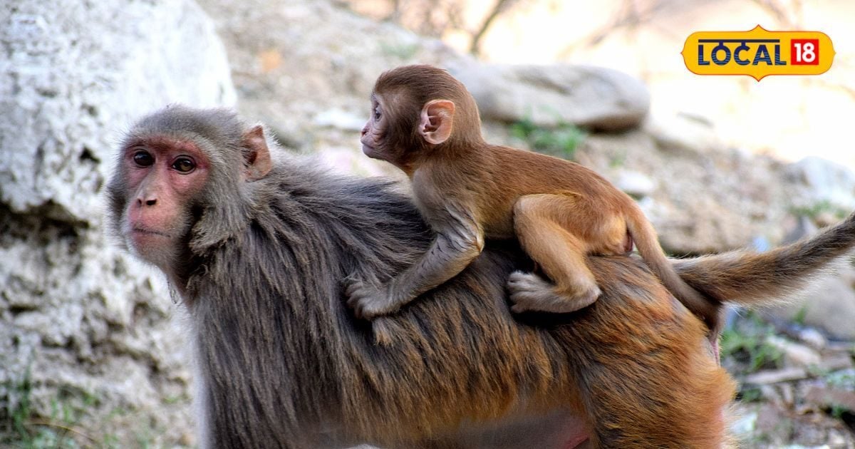 जानें क्या है Mission Monkey, कैसे दिला रहा मुक्ति, राहत की सांस ले रहे ...