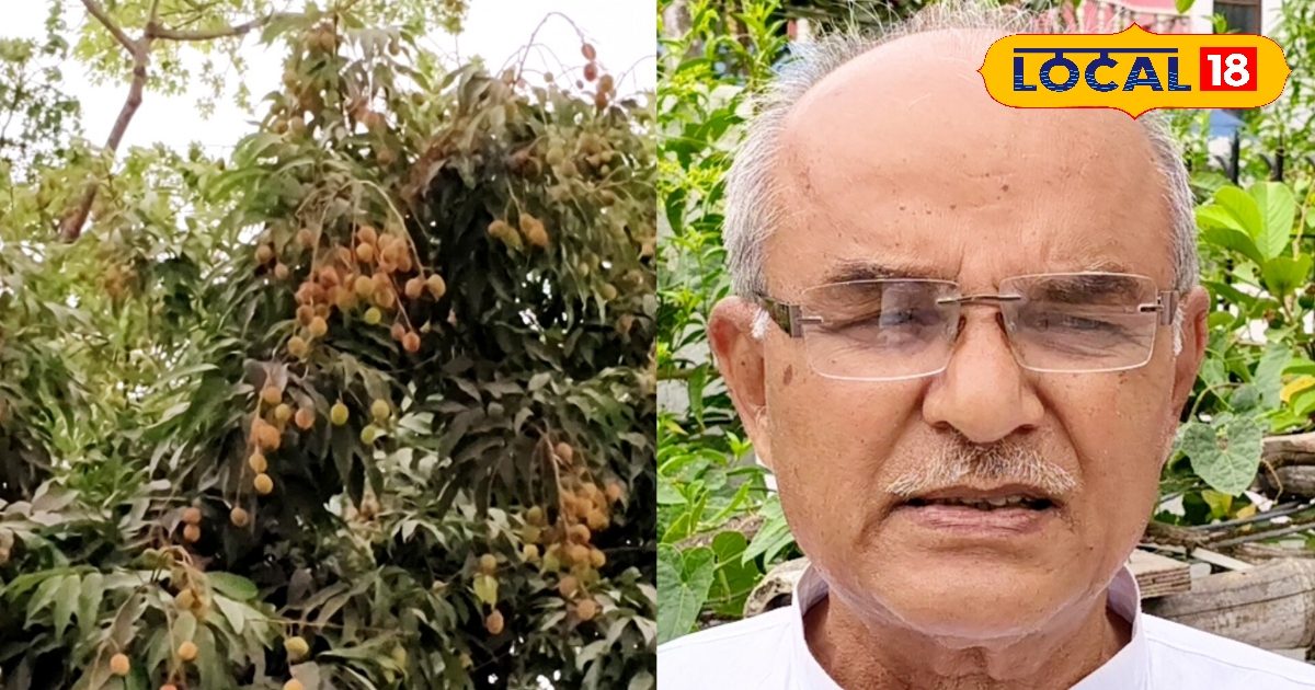 Shahi Litchi: बारिश के बाद मुजफ्फरपुर की शाही लीची में आई लाली, दो ...
