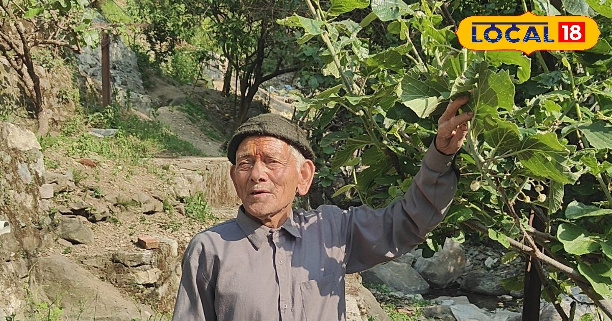 Kiwi Man of Uttarakhand: मिलिए 90 साल के 'कीवी मैन' सगत सिंह मेहरा से ...