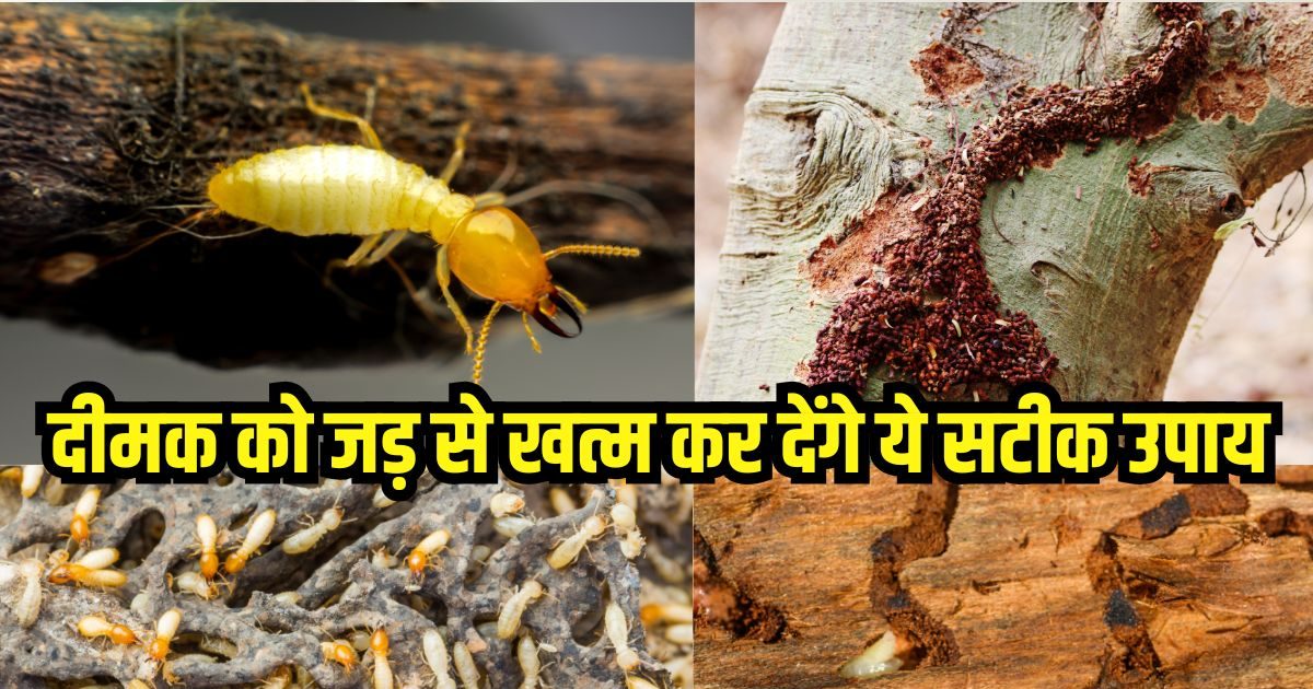 6 Tips to get rid of deemak from wooden furniture: दीमक से छुटकारा पाने ...