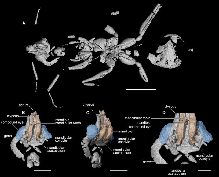 Science News Today In Hindi: Oldest Ant Ever Discovered 113 Million ...