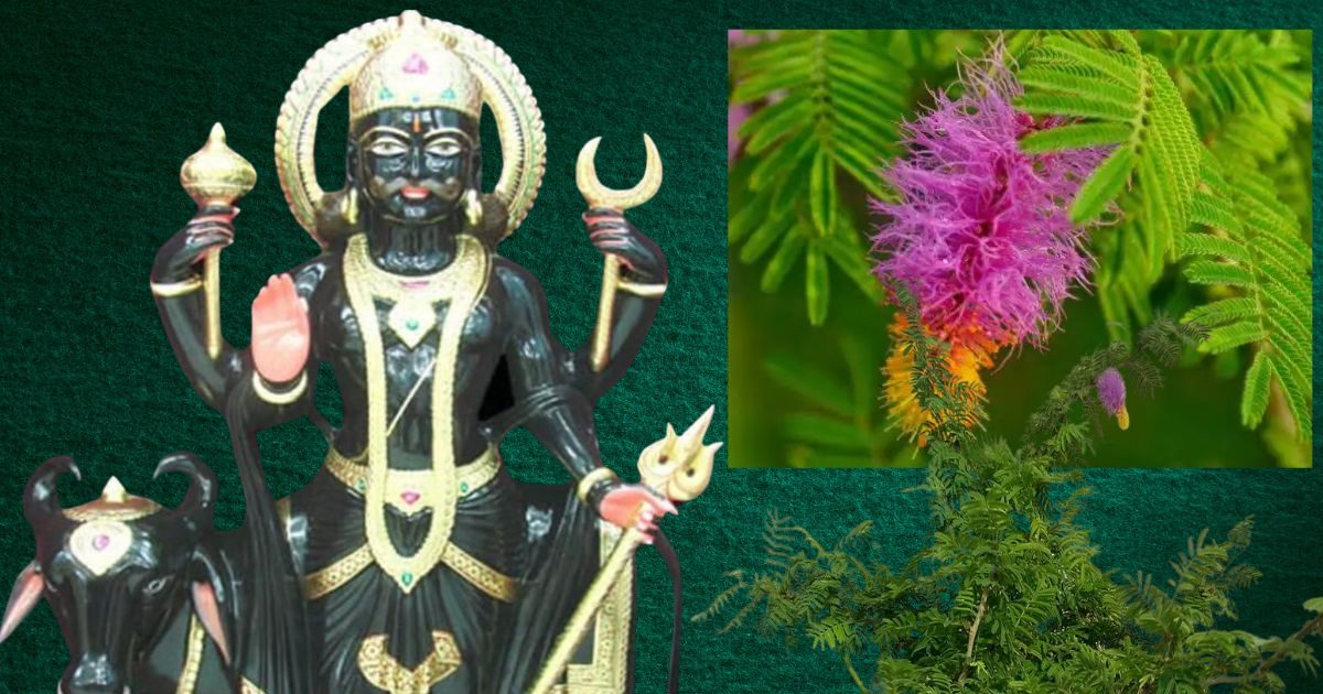 Shani Ke Upay shami tree remedies to get relief from sade sati dhaiya ...