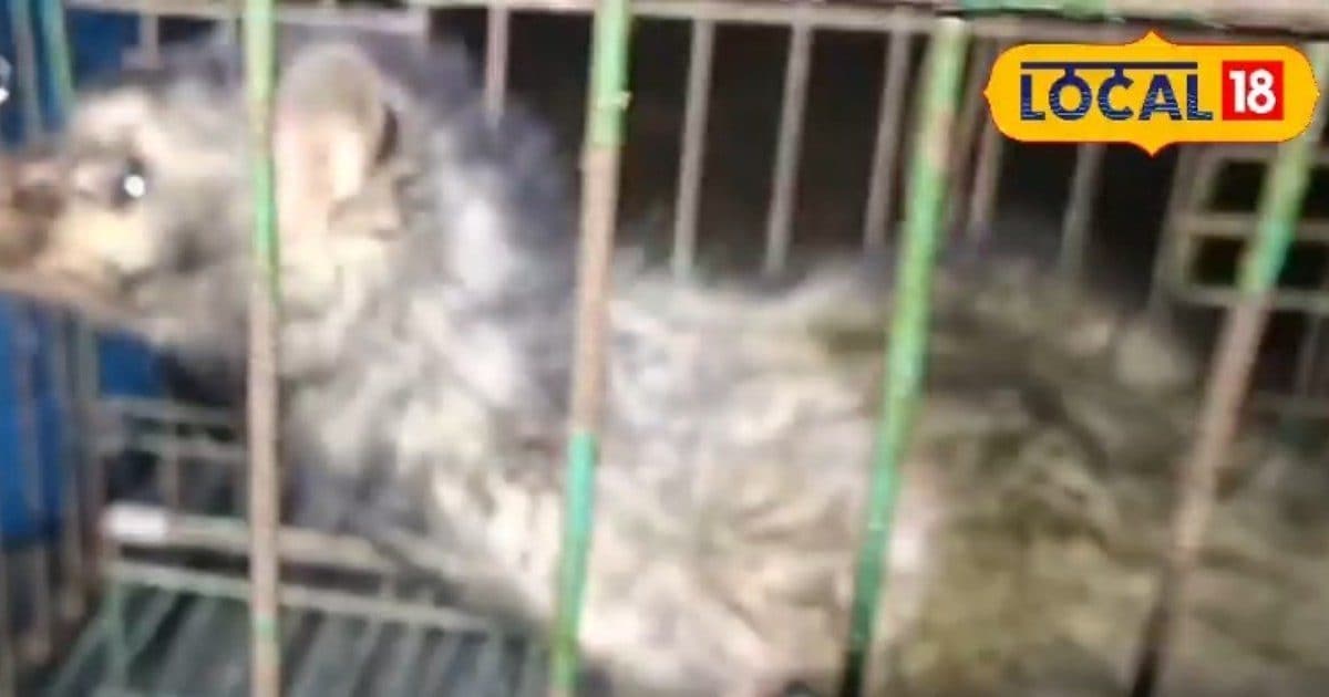 घर में घुसा 'कब्र खोदने वाला' जानवर, रेस्क्यू टीम के भी छूटे पसीने ...