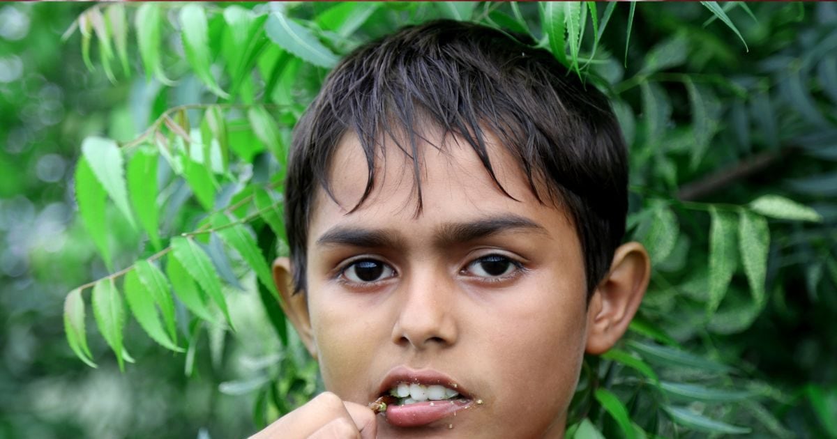 Brushing teeth with Datun and its benefits: आयुर्वेद अनुसार दातुन के ...