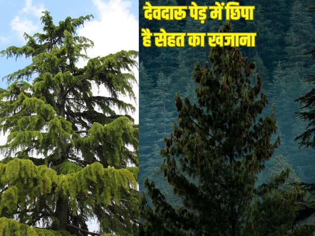 Deodar Tree Benefits: देवदार के पेड़ के औषधीय गुण और सेहत लाभ - News18 ...