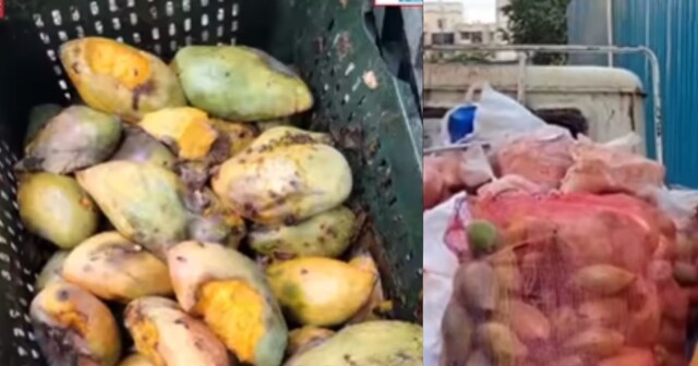 Mango Juice Shocking Video: सड़े आमों से बन रहा मैंगो जूस का वीडियो ...