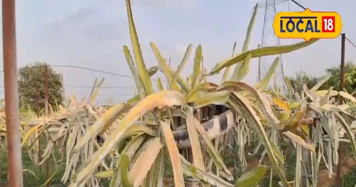 एक बार की लागत, 35 सालों तक ताबड़तोड़ कमाई! इस खेती से मालामाल बन ...