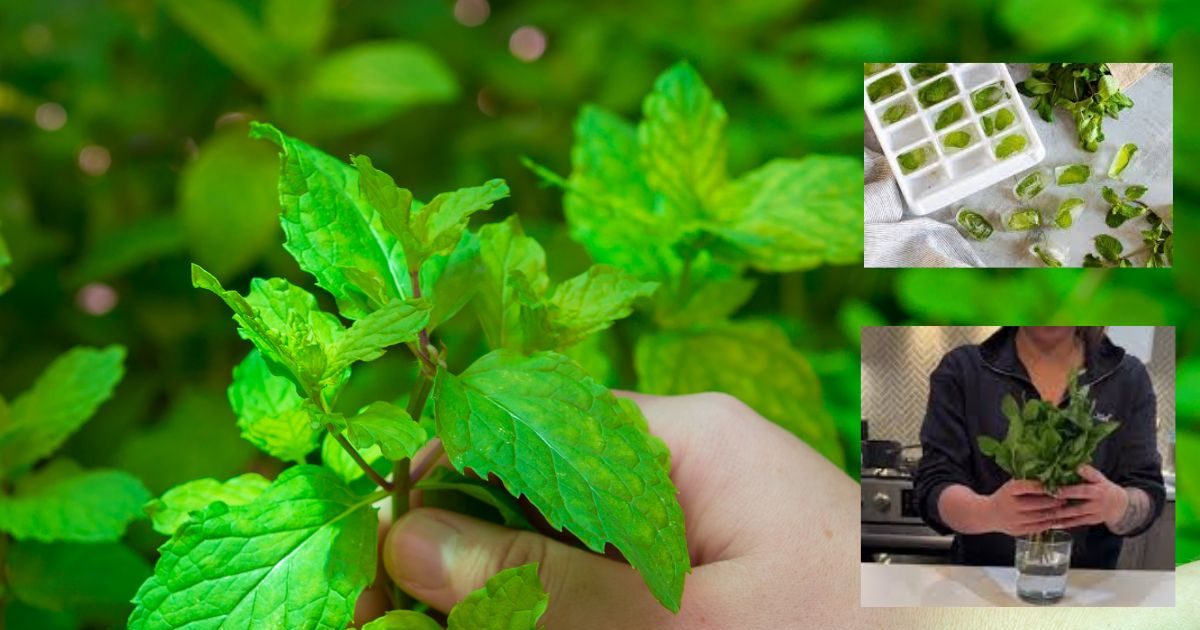Mint Storage Tips to keep fresh for long: गर्मियों में पुदीना को लंबे ...