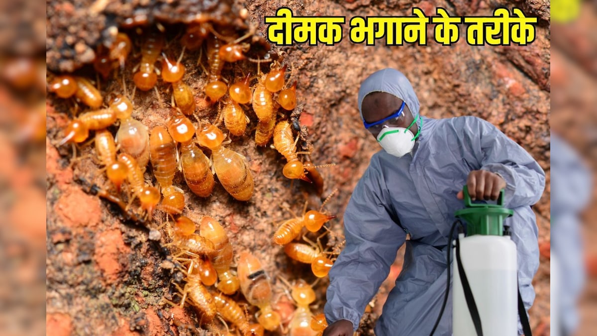 क्या दीमक घर के फर्नीचर को बना रहे खोखला? छुटकारा पाने के लिए करें ये एक उपाय