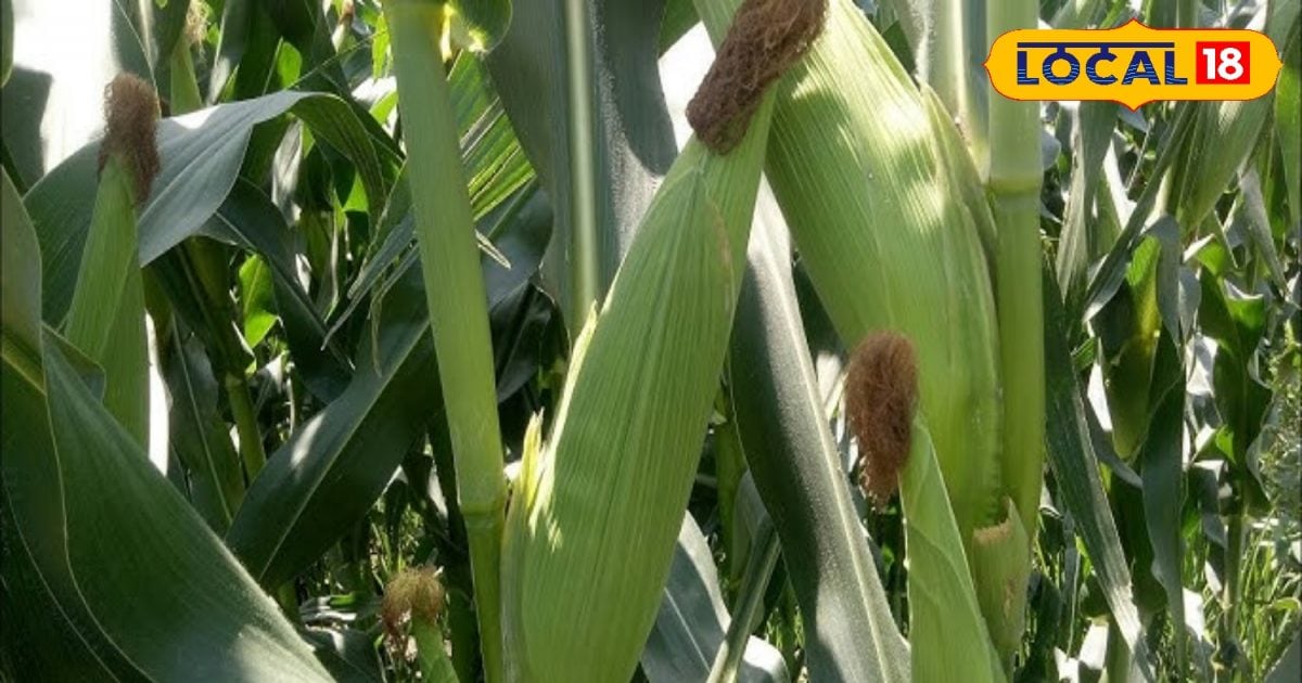 Maize crop: मक्के की फसल में तना छेदक कीट का प्रकोप, देखते ही देखते ...