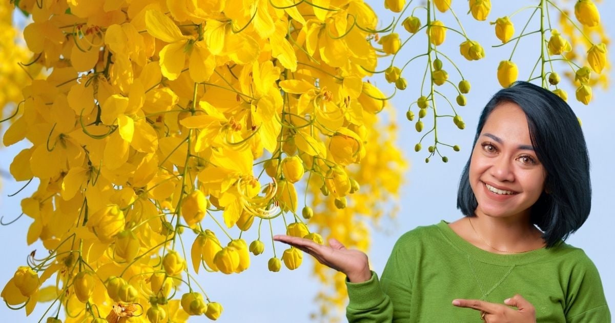 Benefits of Amaltas flowers:अमलतास के फूलों के फायदे - News18 हिंदी