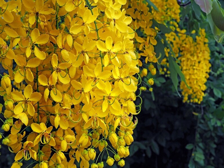 Benefits of Amaltas flowers:अमलतास के फूलों के फायदे - News18 हिंदी