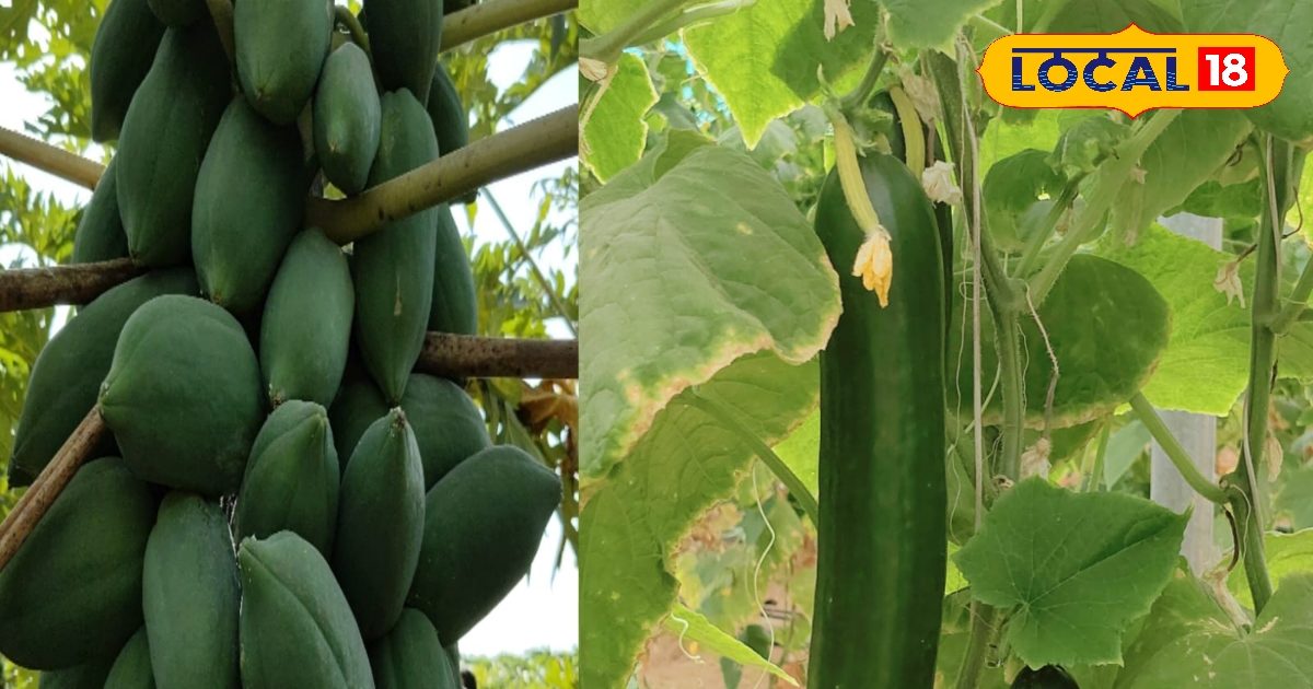 AGRICULTURE TIPS: Farmers should take special care of vegetable crops ...