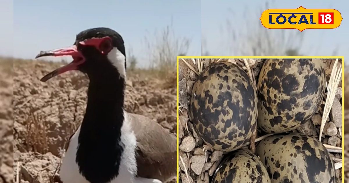 Indian Meteorological Department by Sandpiper bird eggs