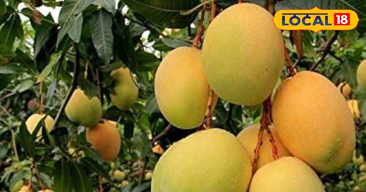 Himsagar Mango is known for its fragrance juicy taste and fibreless ...