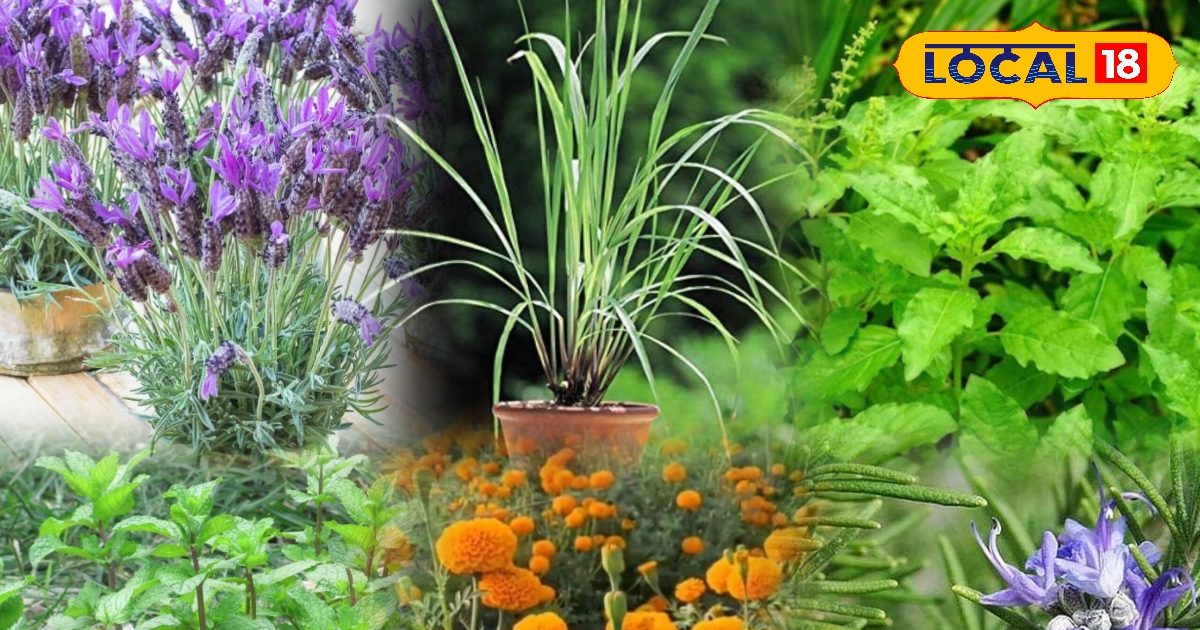 "This Summer, Keep Mosquitoes Away Naturally with These 6 Fragrant and ...