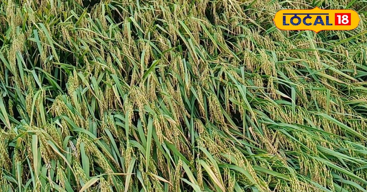 Agricultural News: सिंचाईं का साधन न होने पर धान की इन 5 किस्मों की करें खेती, कम पानी में होगा ...
