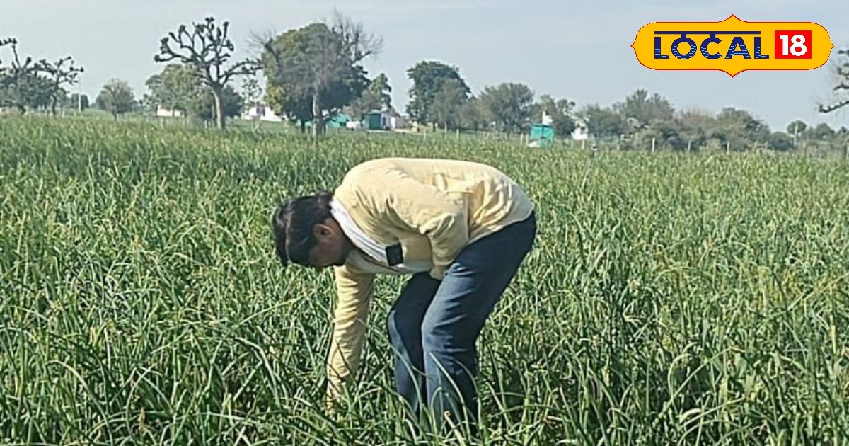 AGRICULTURE TIPS Farmers increase farming know tips - News18 हिंदी