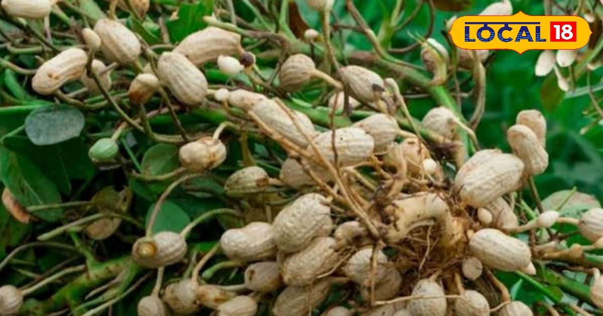 These 5 varieties of peanuts will make you rich in the month of June ...