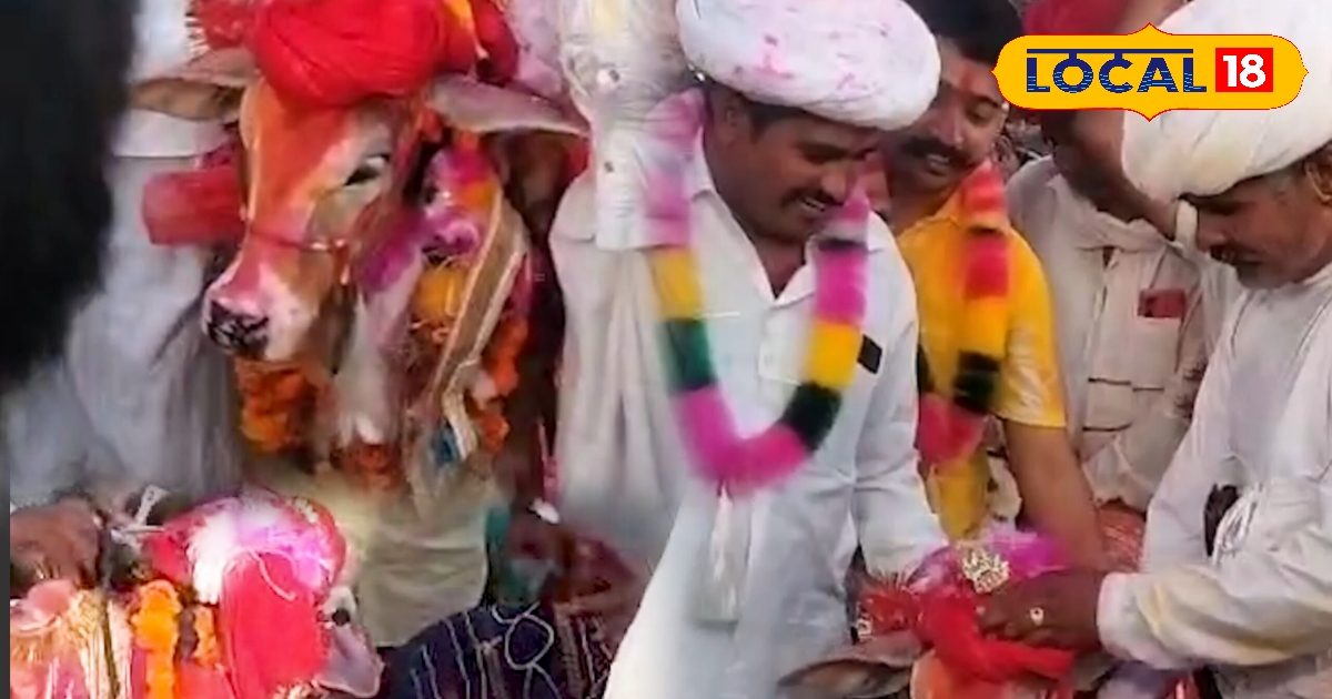 Unique marriage Nandi Bel became groom see viral video