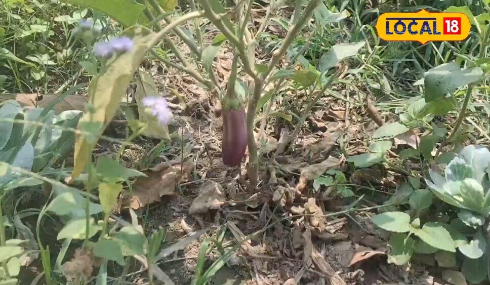 Lakhimpur Kheri News : 5 हजार लागत, 1 लाख फायदा...30 साल से पैसे पीट रहा ये किसान - News18 हिंदी