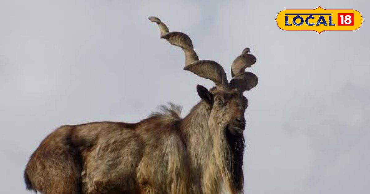 See Pakistan's national animal Markhor in Nainital Zoo