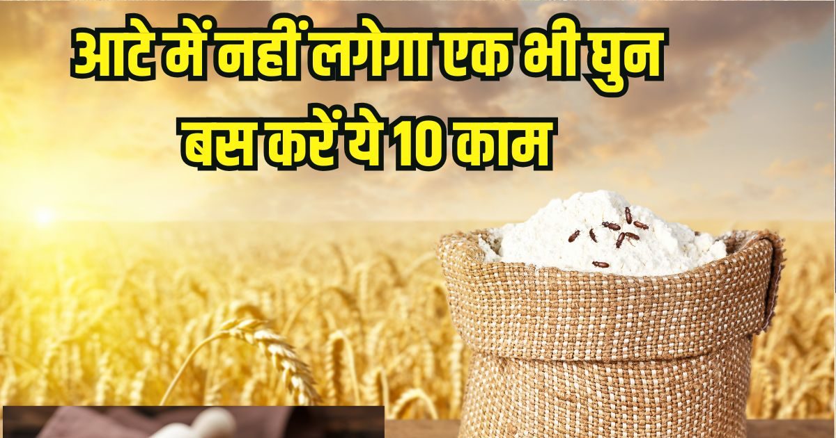 How To Get Rid Of weevil from flour: घुन से आटे को बचाने के 10 घरेलू ...