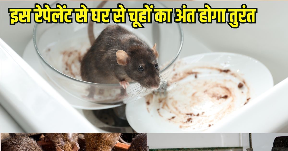 How to make natural Repellent to get rid of Rats: घर से चूहों का अंत ...