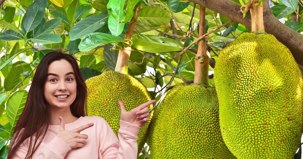 Health Benefits of Eating Jackfruit in Summer Dietitian Explains ...