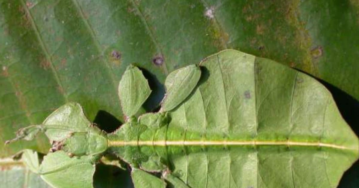 Leaf Insect Natures Amazing Camouflage Bug That Looks Like a Leaf - अगर ...