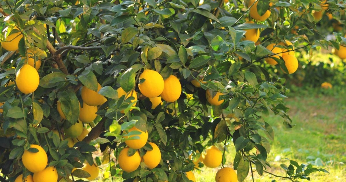 Vastu tips for lemon tree where to place nimbu ka ped at home kis disha ...