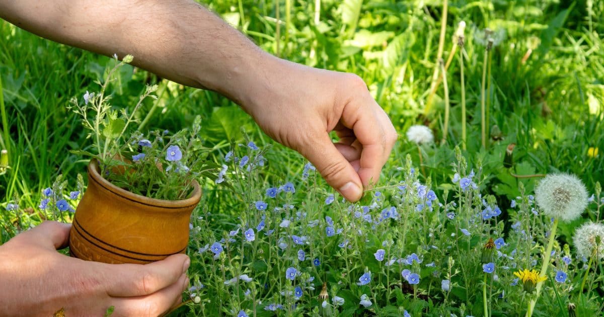 Benefits of Patal garudi Plant This Herb May Help Quit Alcohol and ...