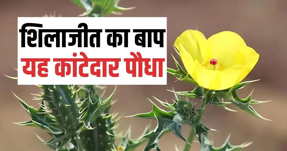 This Plant Keeps You Young Forever Miracle For Impotence Satyanashi ...