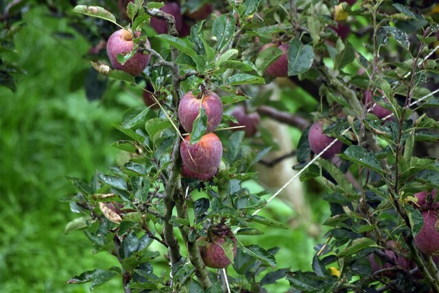 Turkey Apple: भारत में तुर्की के सेब को बैन करें PM, हर साल 821 करोड़ ...