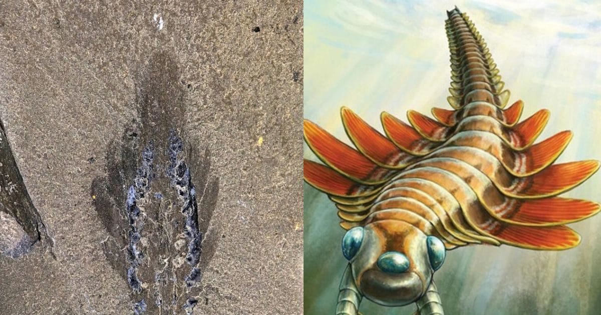 Scientists discovered fossils of 3-eyed predator that lived 50 crore ...