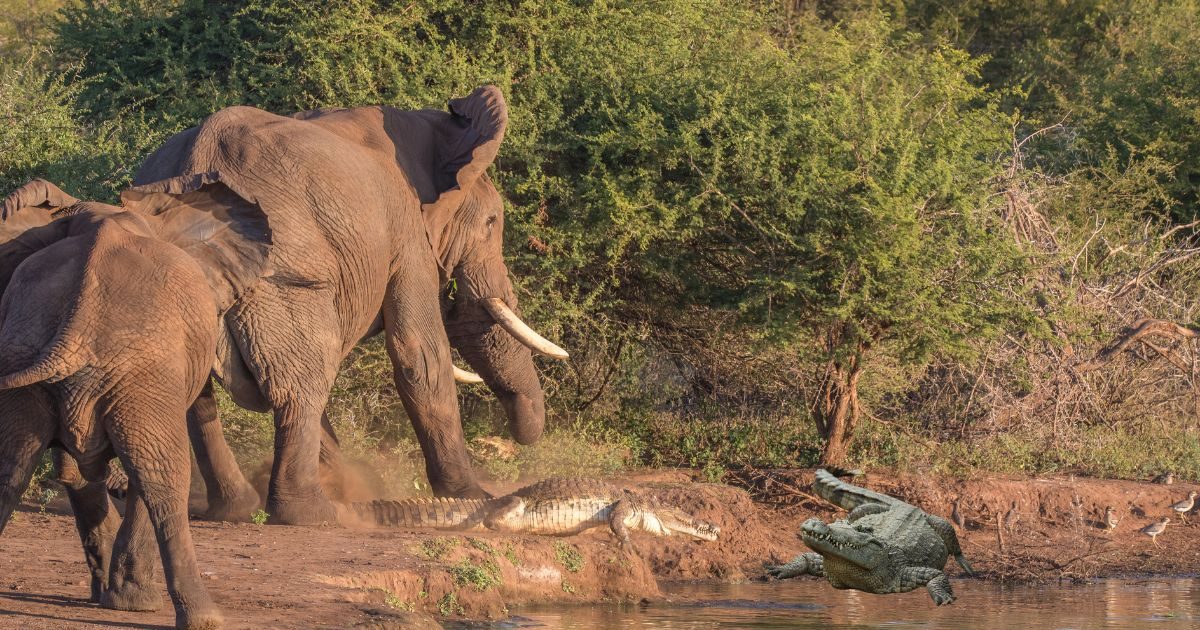 How do Nile crocodiles attack too large preys like elephant ...