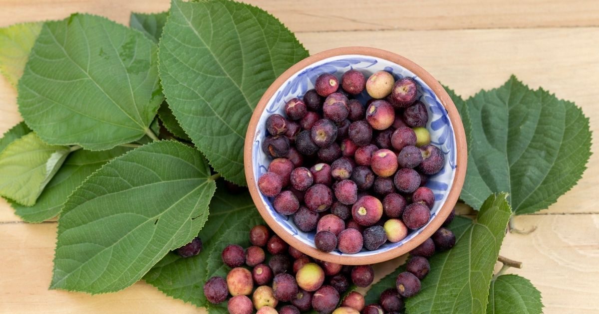Health benefits of phalsa: फालसा के फायदे, गर्मी में दे राहत - News18 हिंदी
