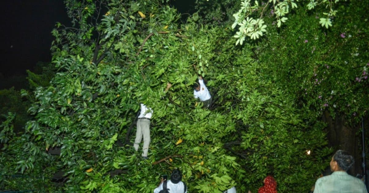 Delhi Storm Mango loot: दिल्ली में तूफान के बीच आम लूट की तस्वीरें ...