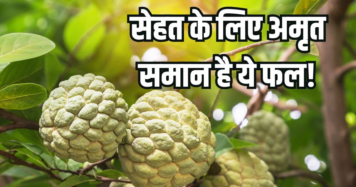 7 Medicinal Benefits of Custard Apple for Heart Bones and Skin or more sarifa khane ke fayde in ...