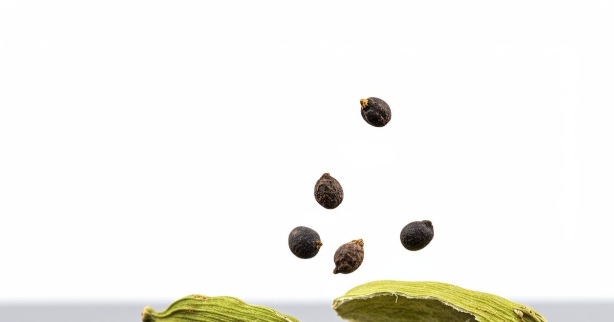 Cardamom types and Colour: इलायची के प्रकार और उनके उपयोग: हरी, काली ...