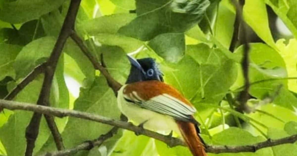 स्वर्ग से आया देवपक्षी, दूर-दूर से देखने आ रहे लोग, खूबसूरती देख भूल ...