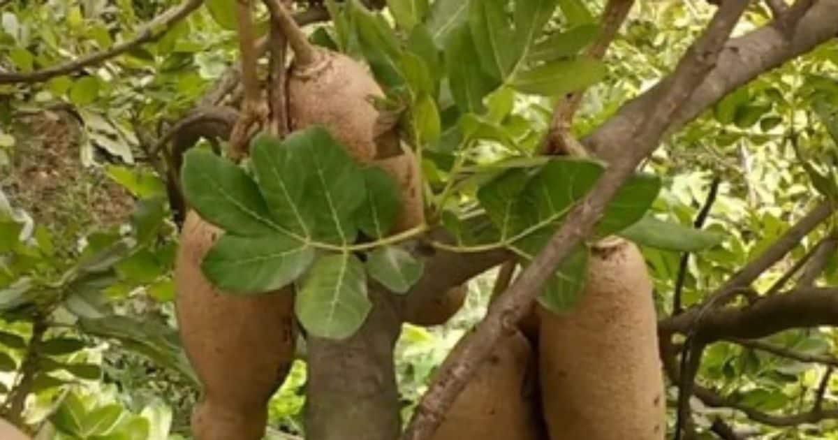 Balam Kheera benefits: बालम खीरा औषधीय गुणों से भरपूर दुर्लभ फल के ...