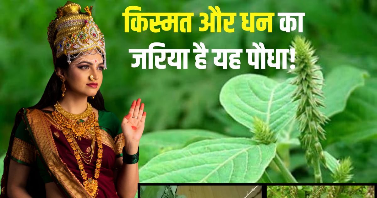 5 best vastu tips of Apamarg plant remedies for speech control ...
