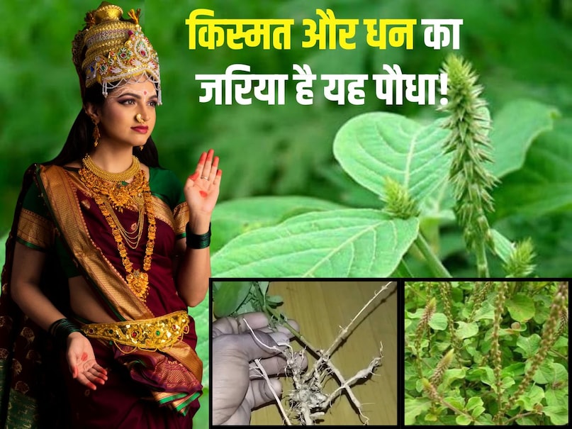 5 best vastu tips of Apamarg plant remedies for speech control ...