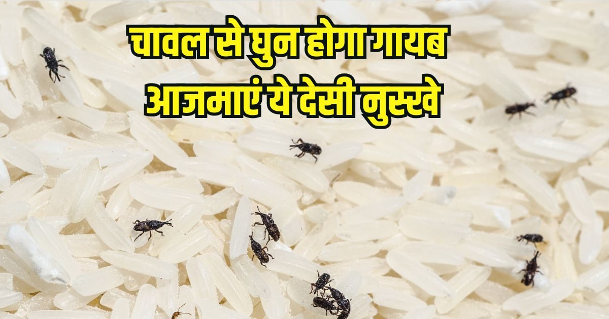 7 tricks to get rid of ghun from rice: चावल को घुन और कीड़ों से बचाने ...