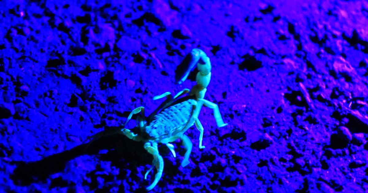 this venomous creature can make you millionaire : 85 करोड़ का मालिक बना ...