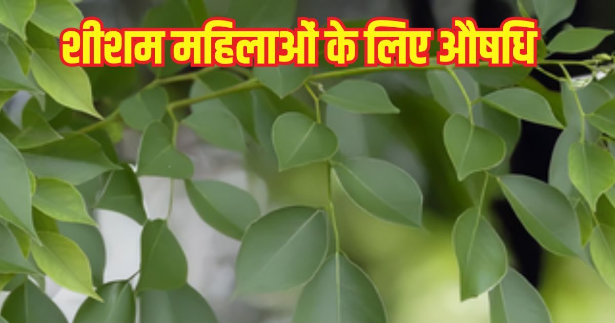 Shisham Health benefits for women: शीशम के औषधीय गुण: महिलाओं के ...